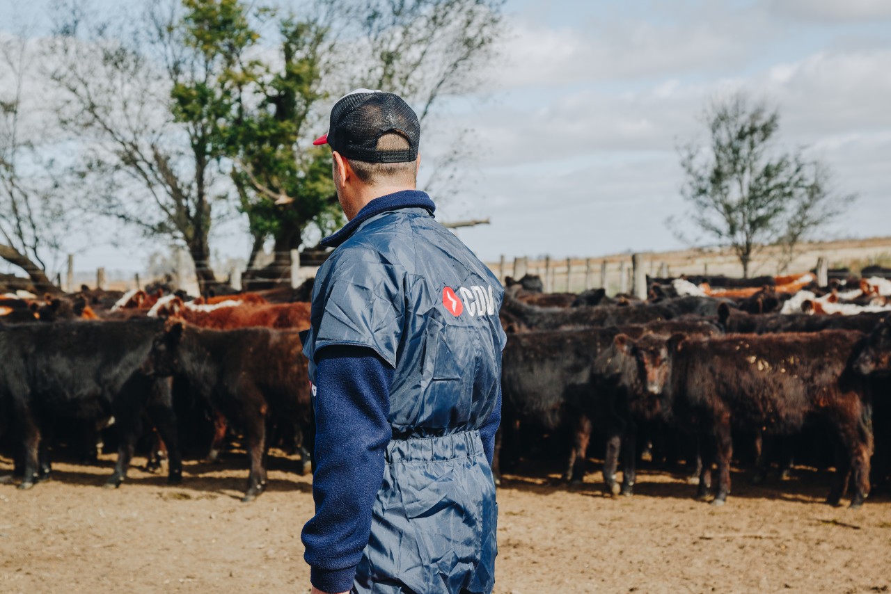 El Quinto Pilar Ganadero: Veterinarios, el motor del éxito productivo ...